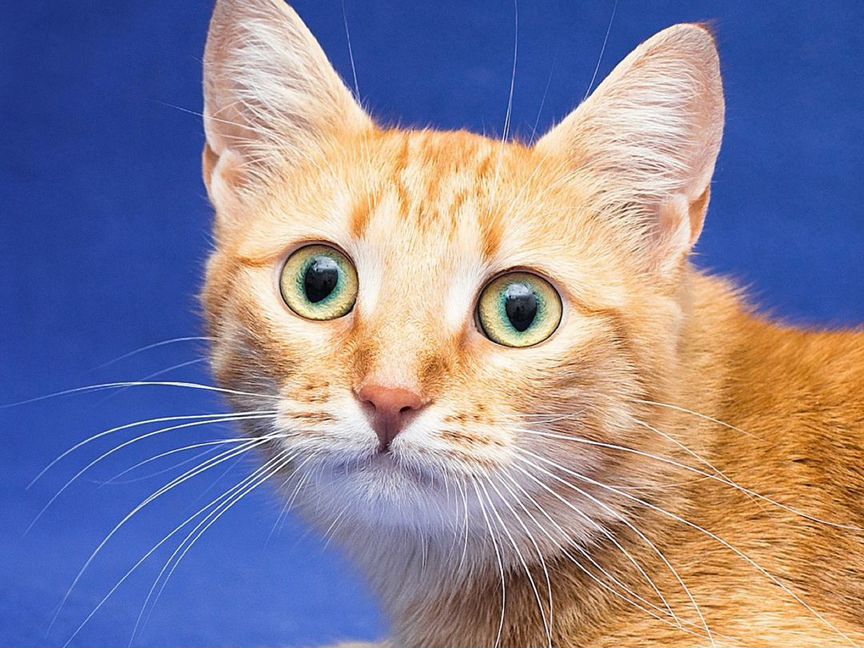 Котенка никто не берет