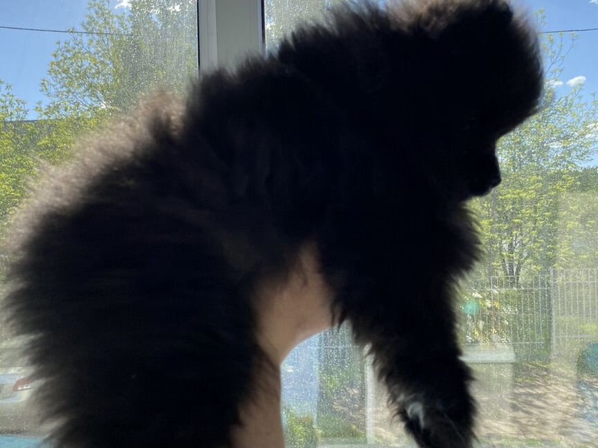 Шпиц черная девочка