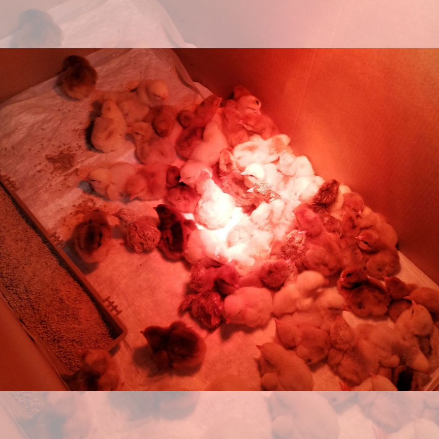 Цыплята суточные