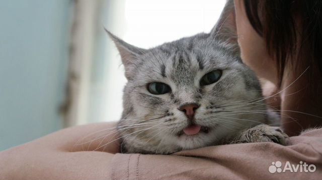 Кошка серебристого окраса