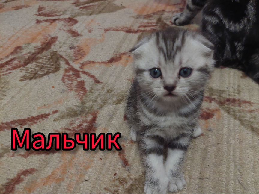 Шотландские вислоухие котята