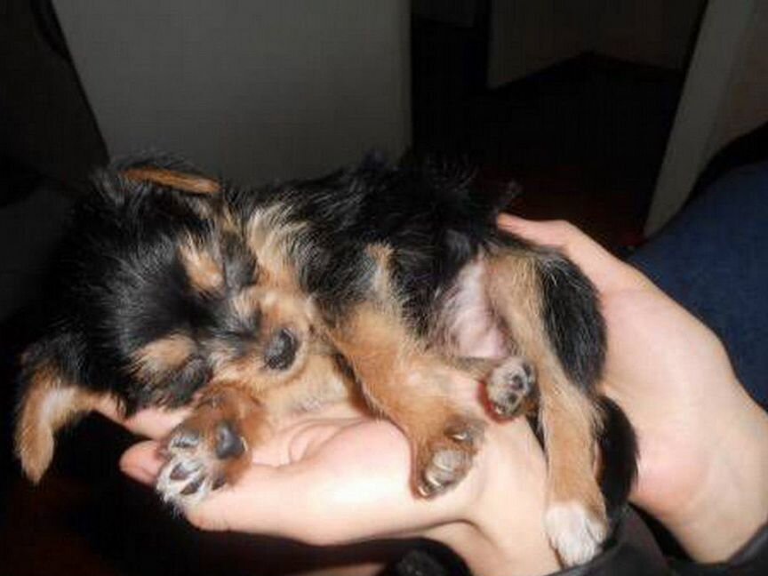 Детки йорко той