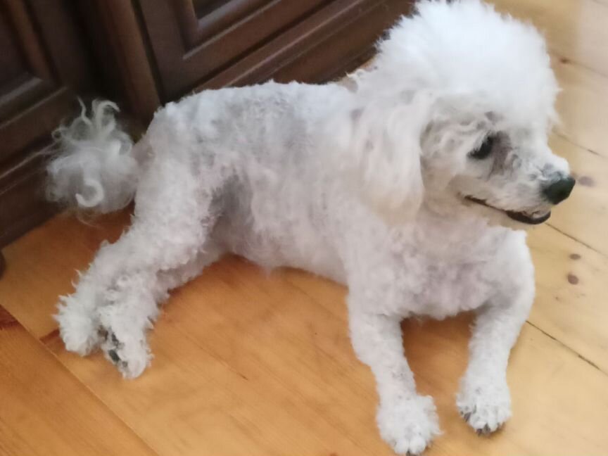 Собака