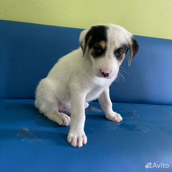 Добрый щенок Тоша в добрые руки