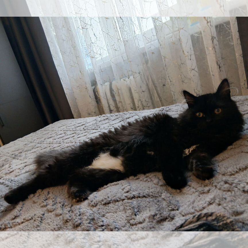 Манчкин котёнок