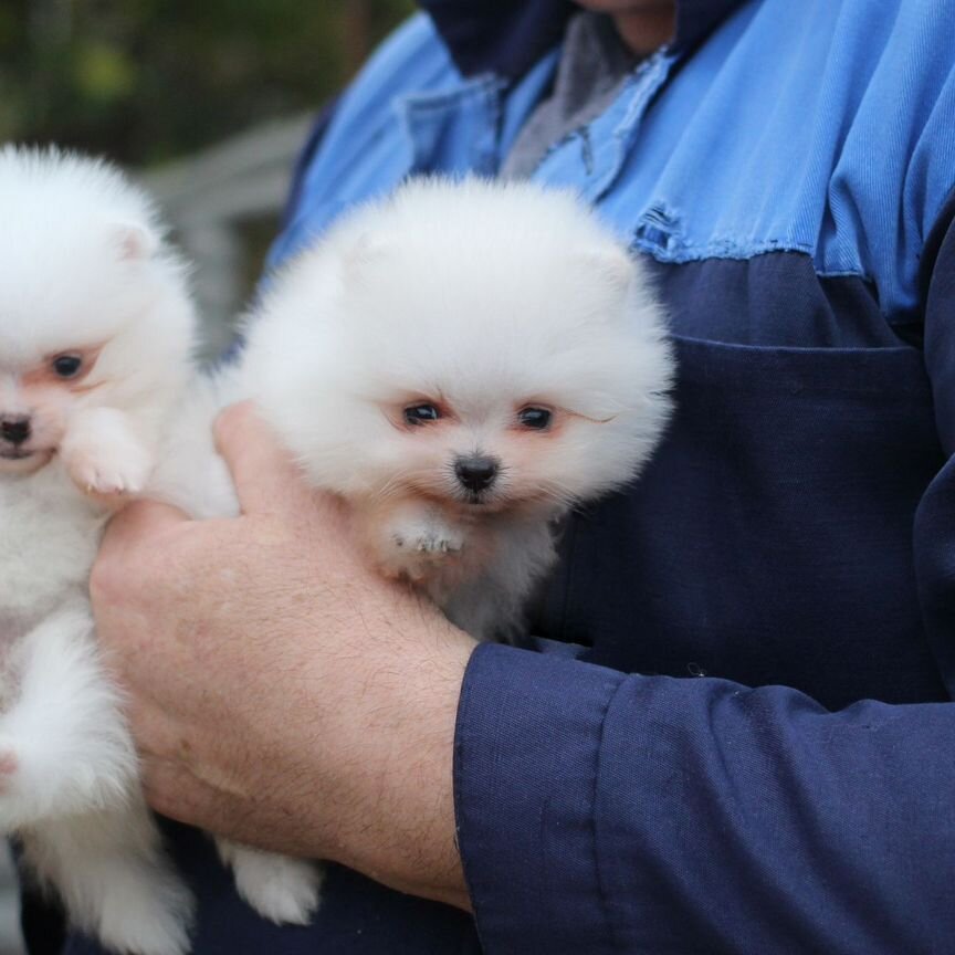 Мини шпиц тип мишка