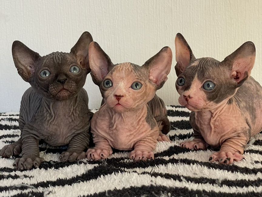 Бамбино котята