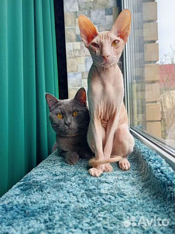 Ищем Любящий Дом