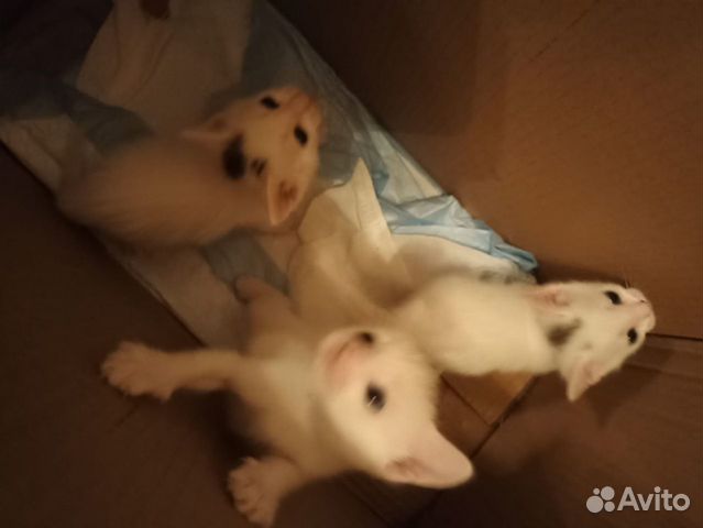 Котята в добрые руки 1 м.2 д