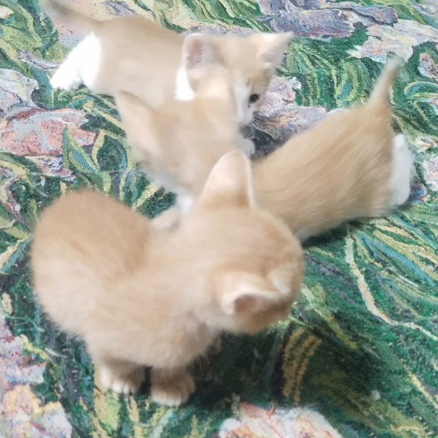 Котики бесплатно в добрые руки