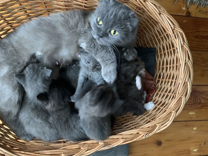 Шотландские вислоухие котята
