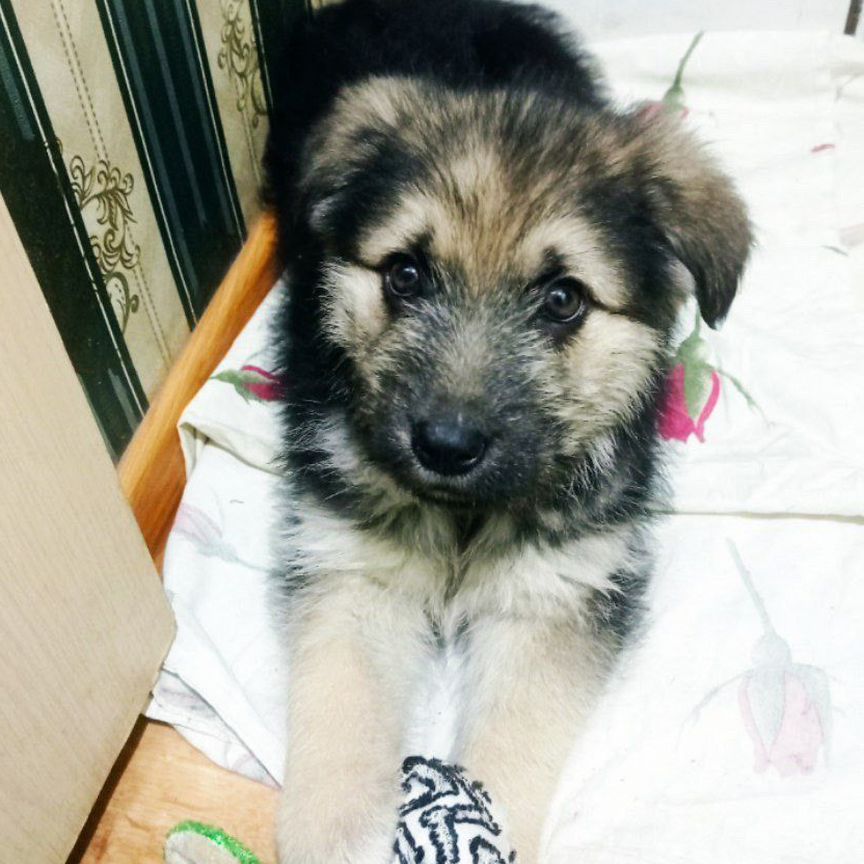 Щенок в добрые руки