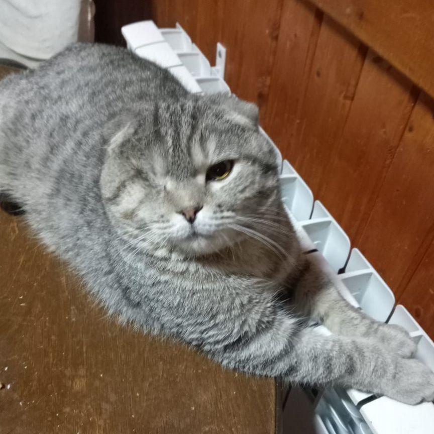 Котик Нельсон в хорошую семью