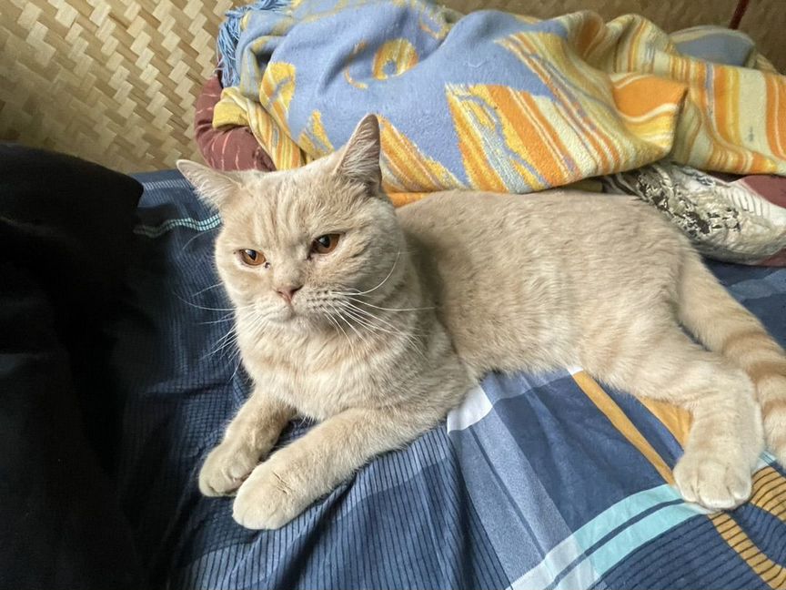 Отдам британского кота в добрые руки