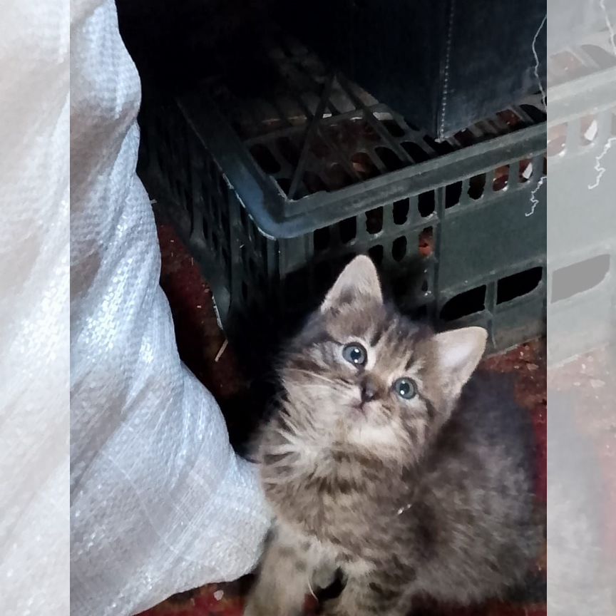 Котята в добрые руки