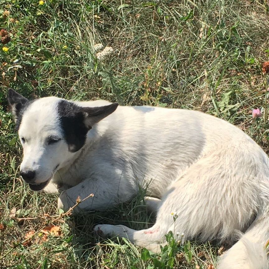 Собака в добрые руки