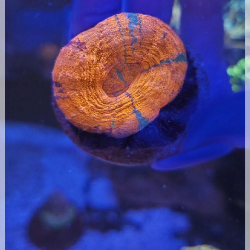 Сколимия морской живой коралл