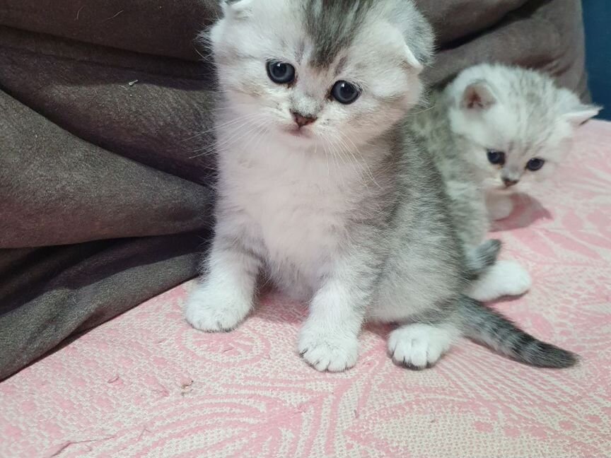 Шотландская вислоухая кошка