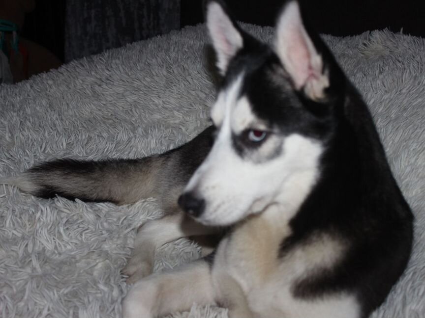 Отдам в добрые руки