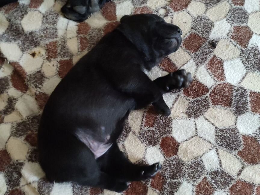 Щенки кане корсо