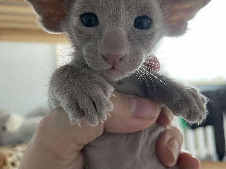 Ориентальные котята