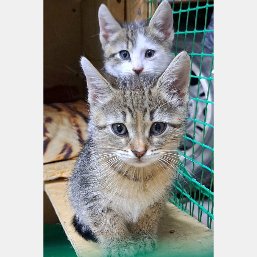 Котята ручные в поиске дома 2 месяца