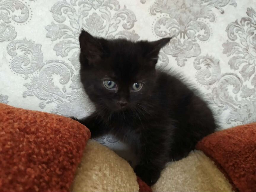Чёрные котики бесплатно