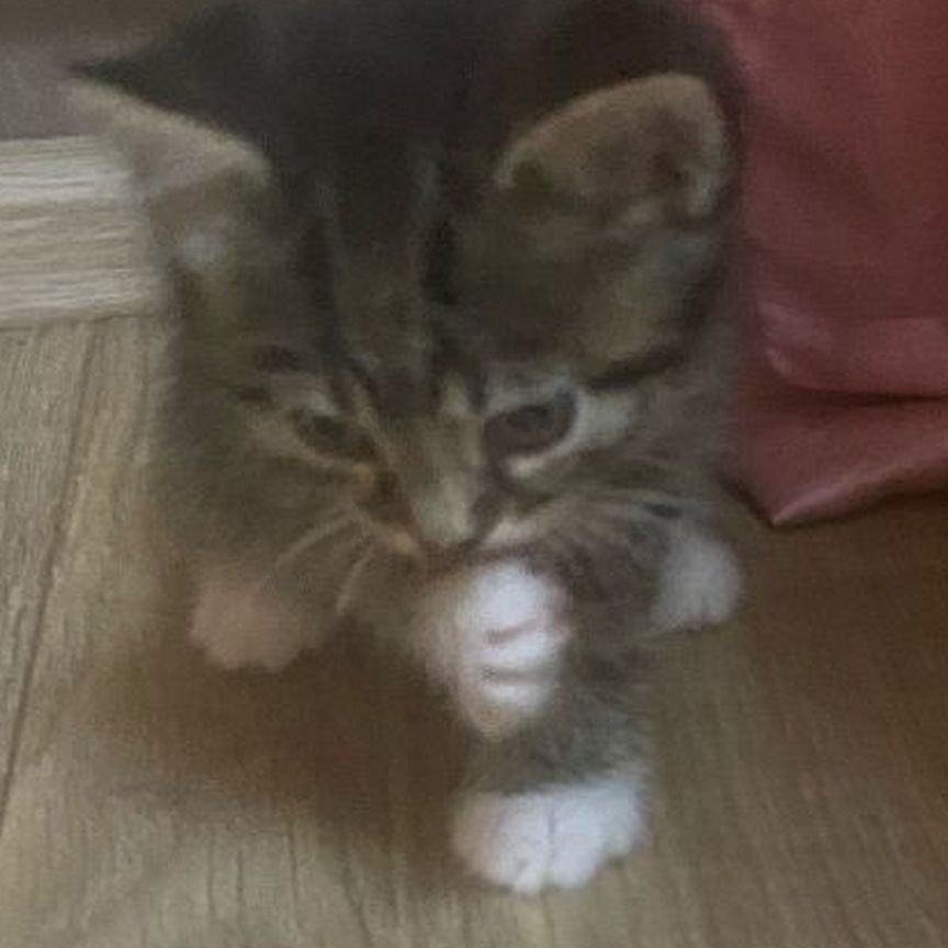 Котёнок в добрые руки