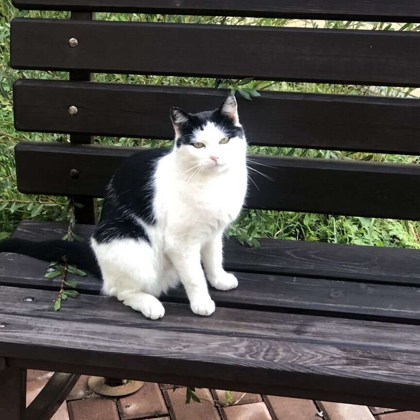 Бездомный кот, бесплатно