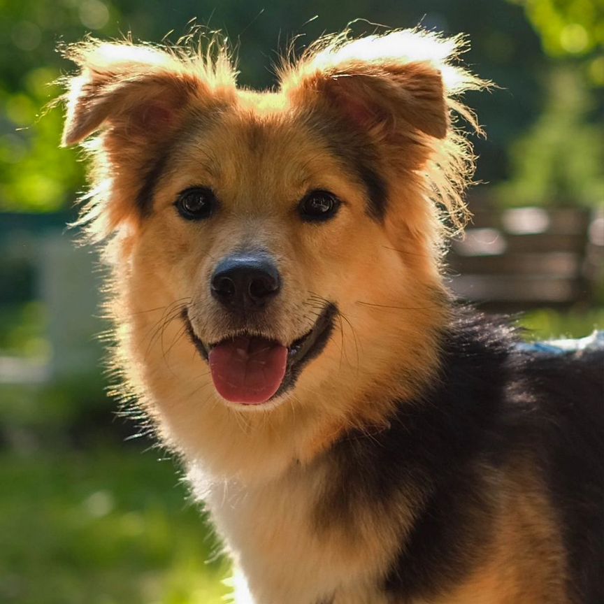 Собаки из приюта: Келли ищет семью