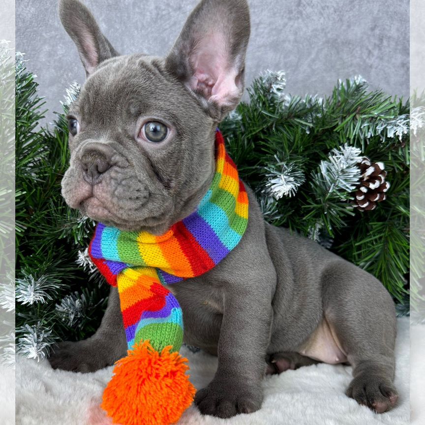 Лиловая француженка