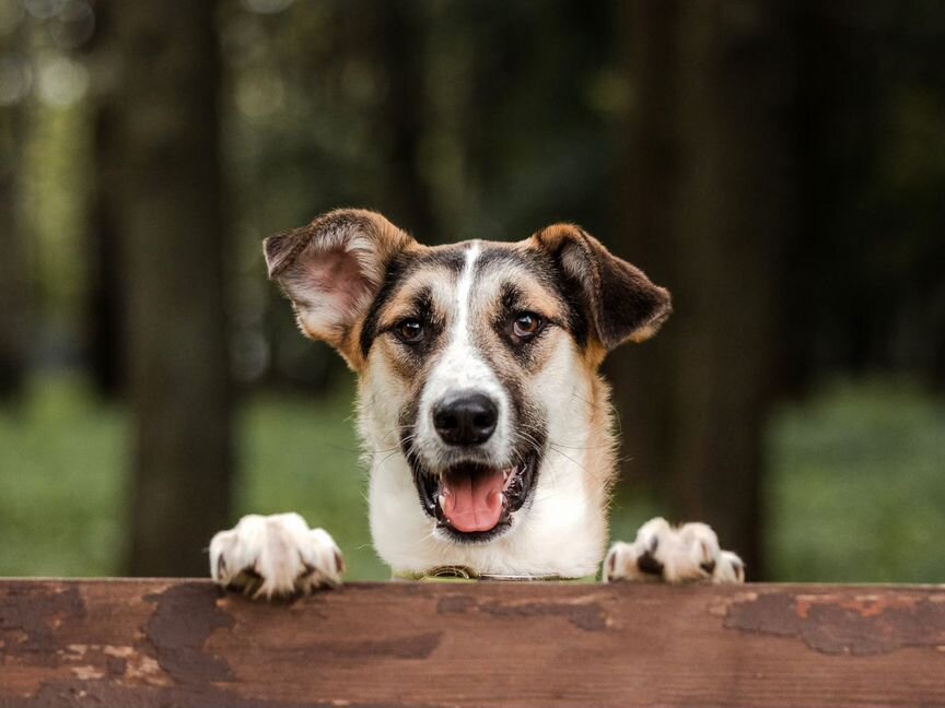 Ждем семью малышка Холли, совсем щенок еще