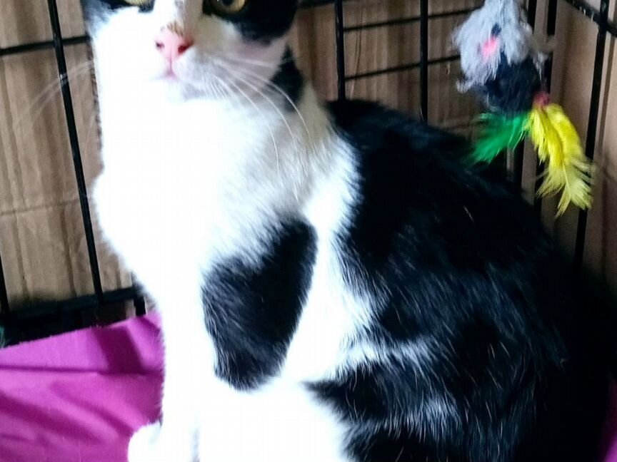 Котенок ищет дом