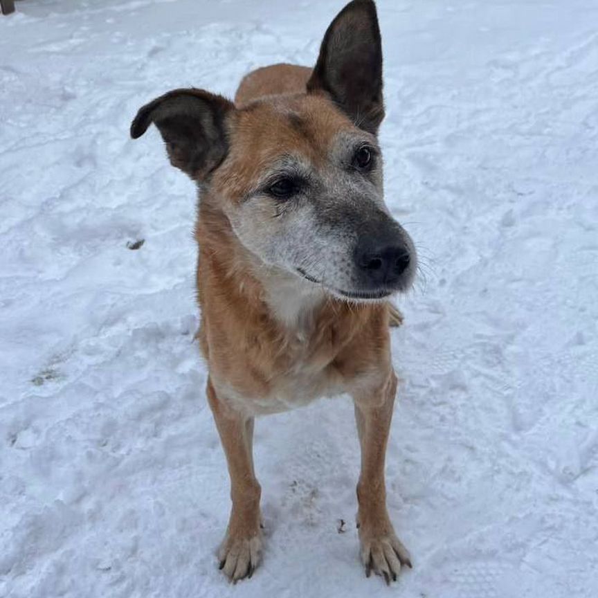 Взрослый пёс в добрые руки