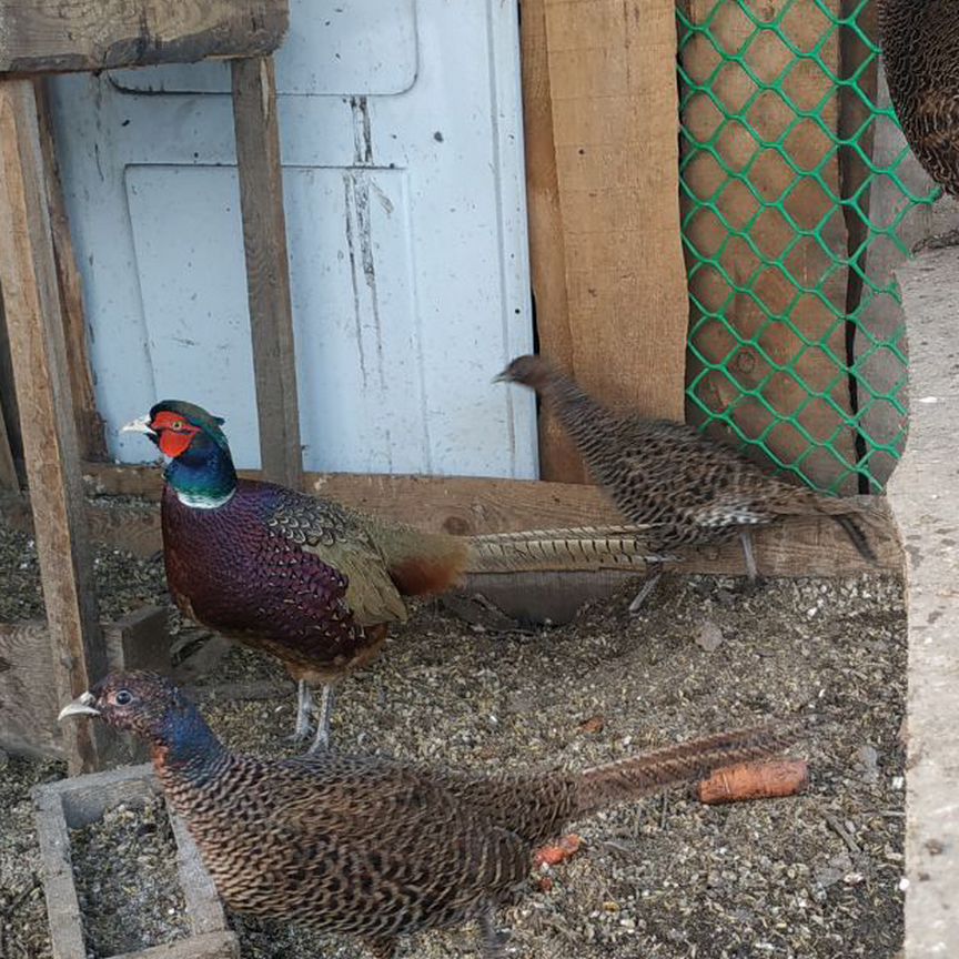 Фазан охотничий