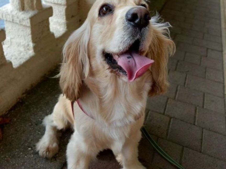 Вязка собака спаниель