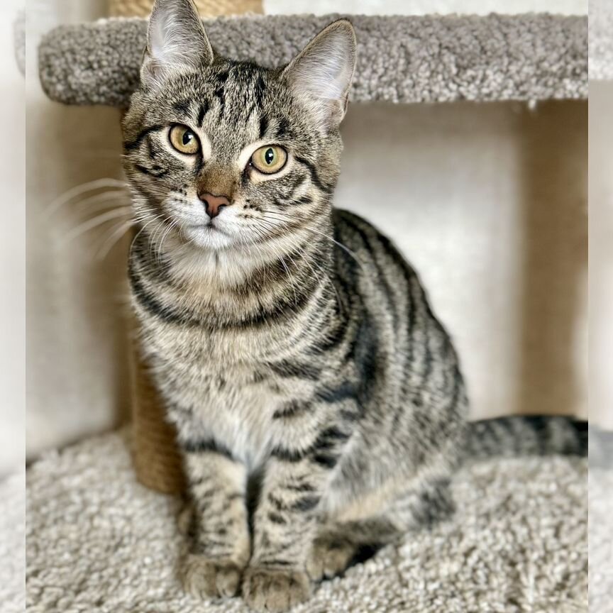 Европейский короткошёрстный котёнок