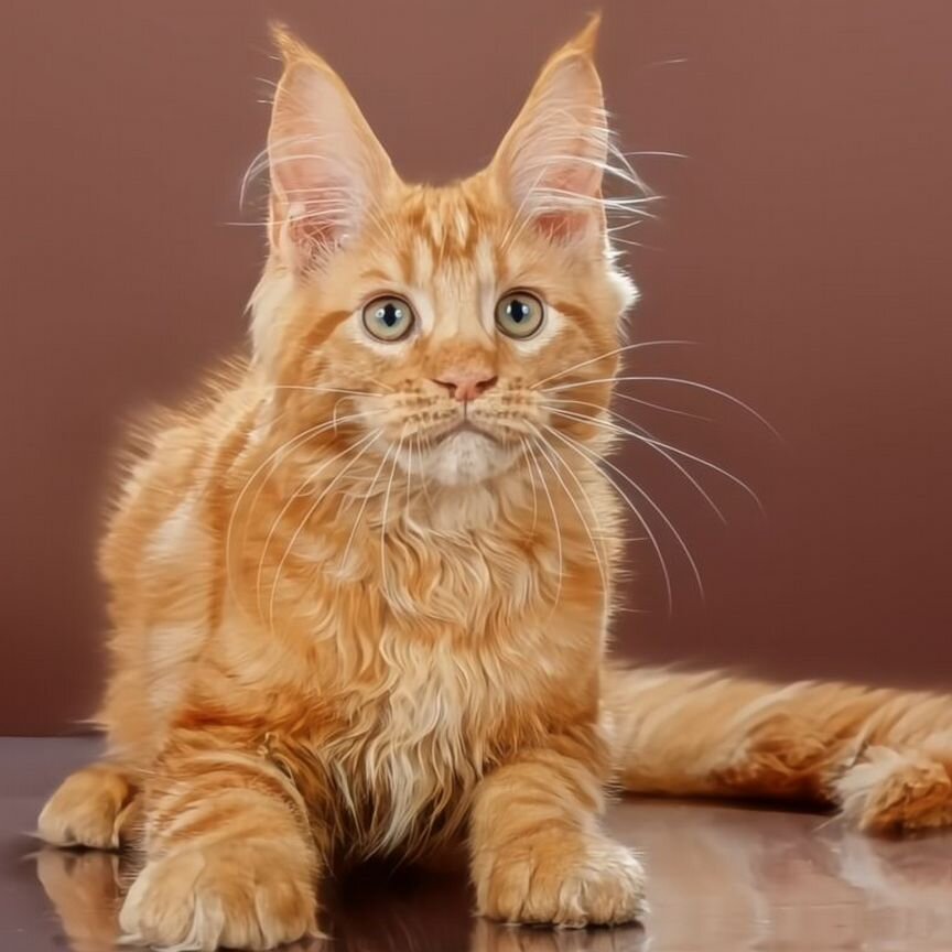 Мейн-кун котёнок