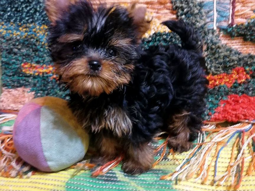 Йорочка мелкий стандарт 2мес