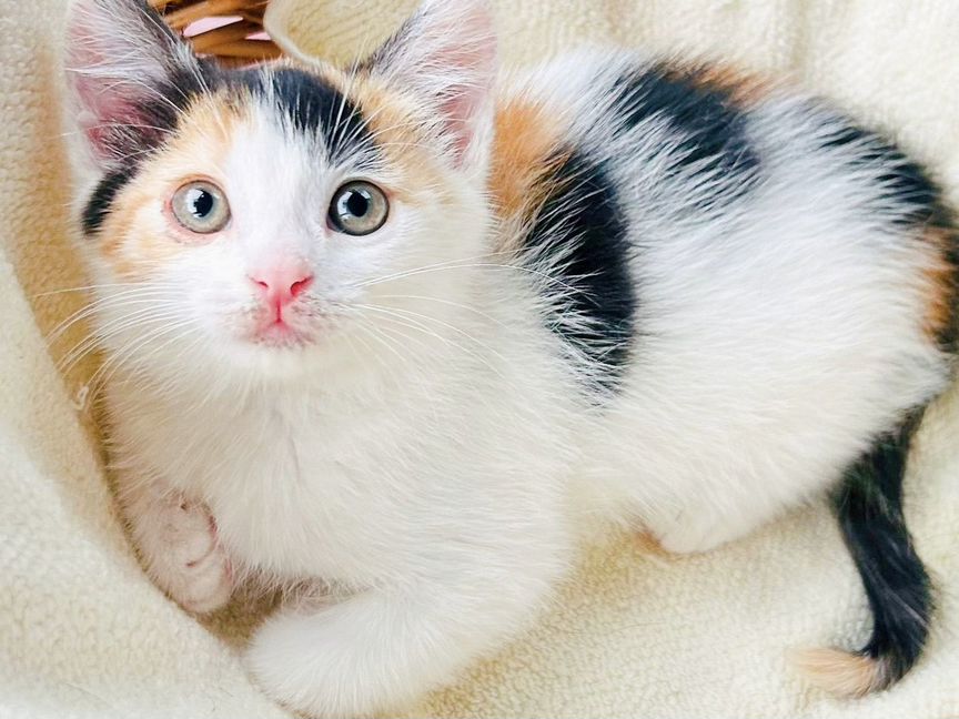 Котята спасеныши (разных окрасов, 2мес.)