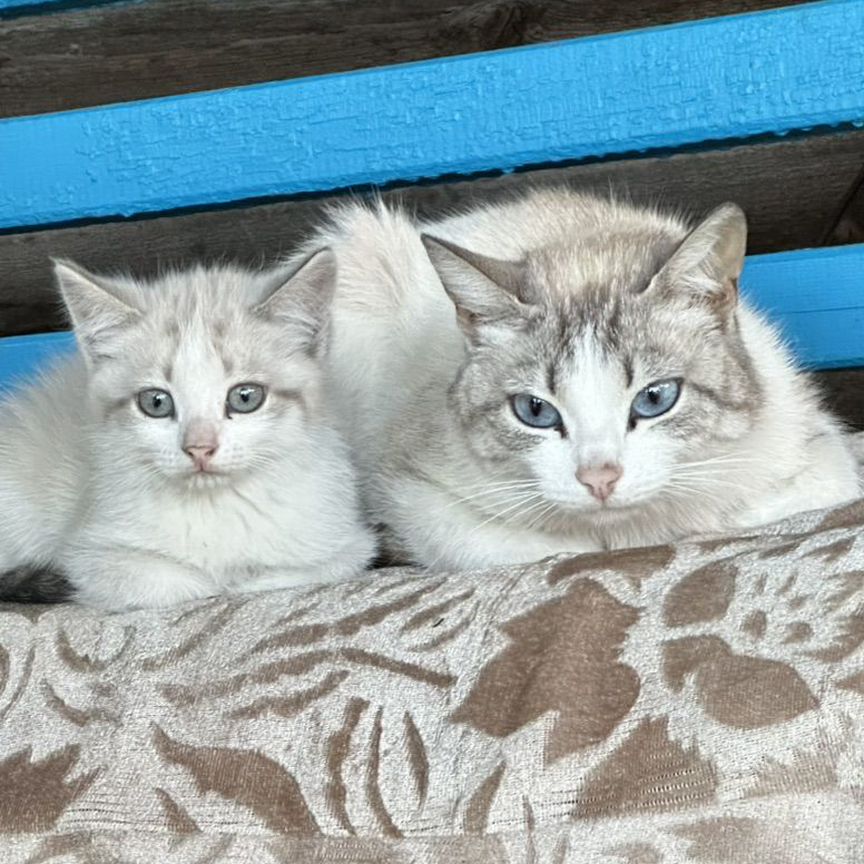 Котята в добрые руки бесплатно