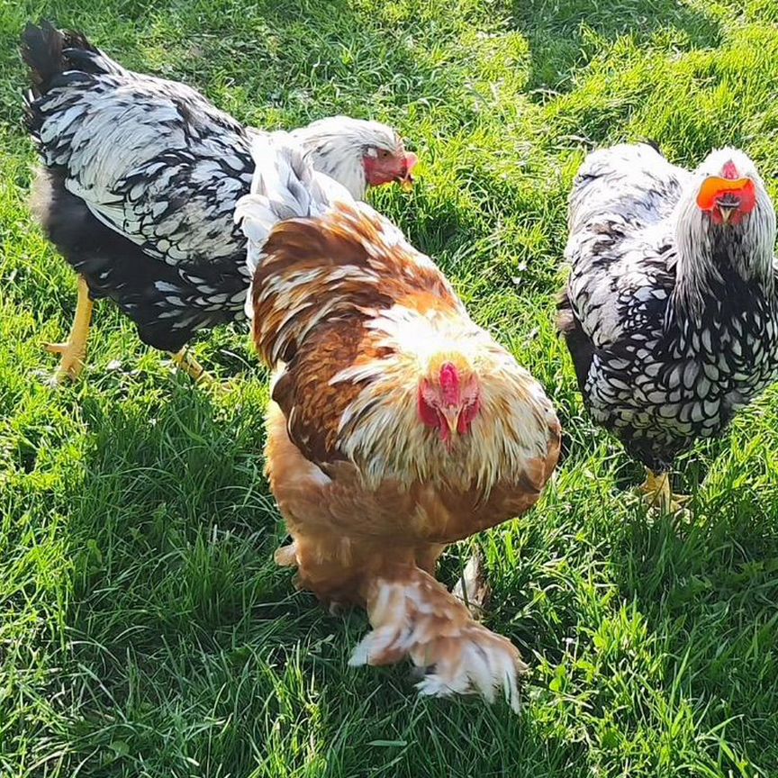 Продаются петухи Брама