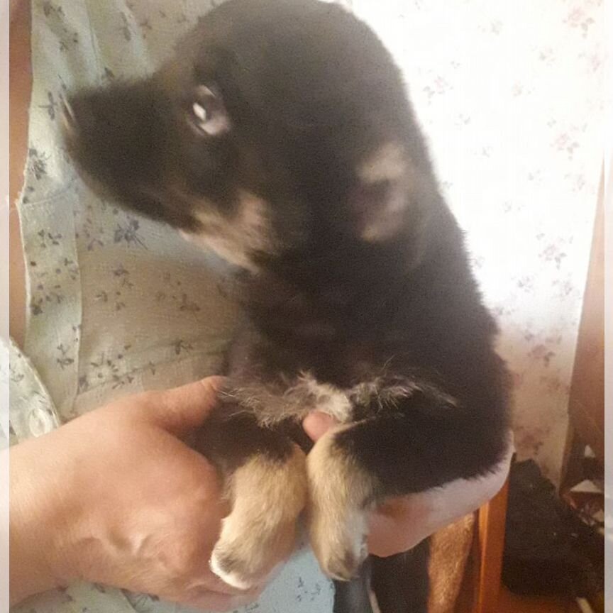 Продам шпиц карликовый пинчер