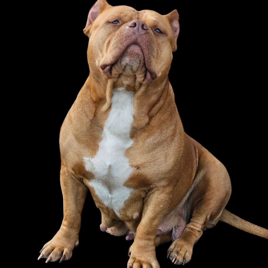 Взрослая собака в добрые руки