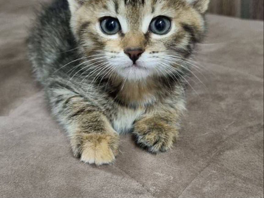 Ну очень красивый котик