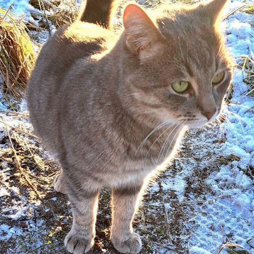 Взрослый кот в добрые руки