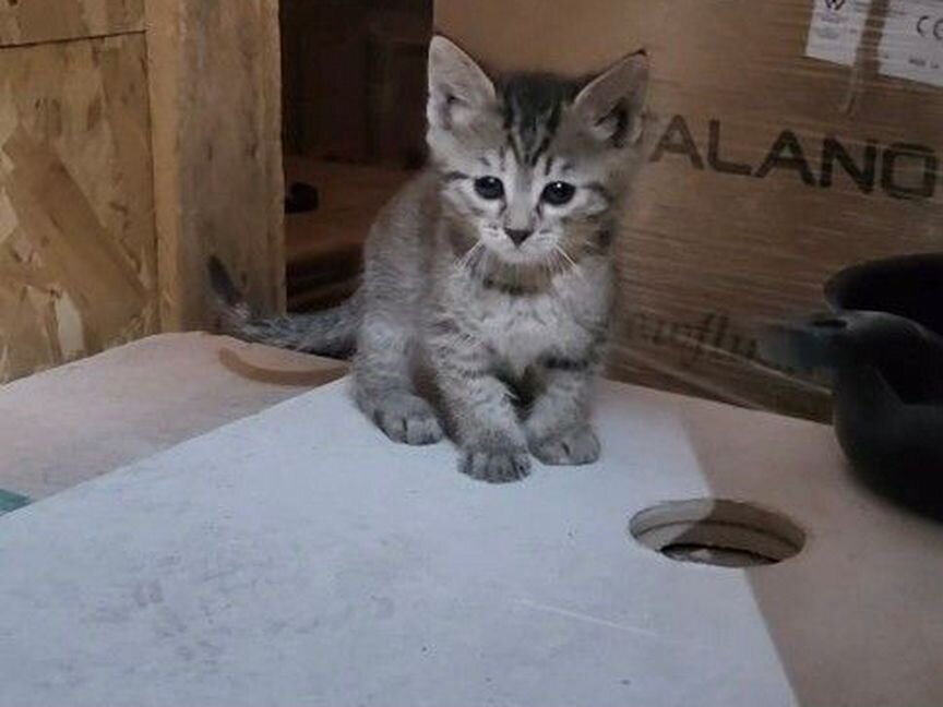 Котята