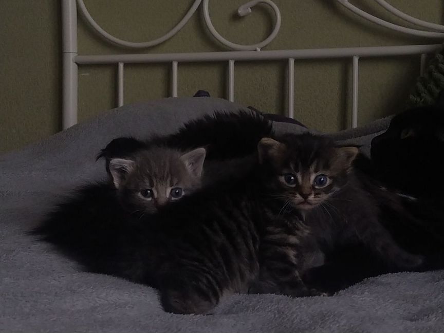 Котята