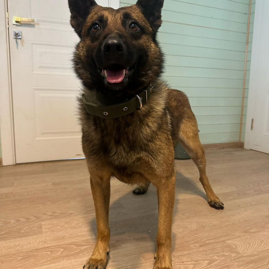 Бельгийская овчарка малинуа