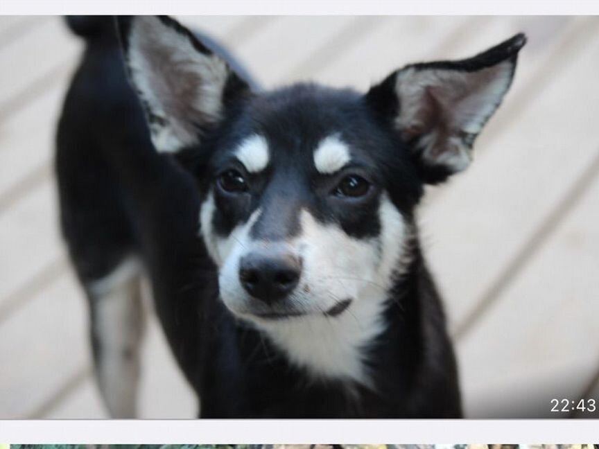 Гарик - нужна бесплатная передержка